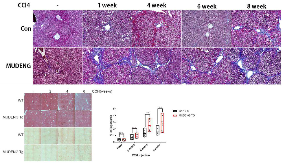 [보고서]간 섬유화 및 간경변증 과정에서 MUDENG 단백질의 역할 규명