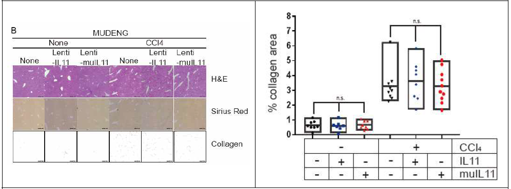 [보고서]간 섬유화 및 간경변증 과정에서 MUDENG 단백질의 역할 규명