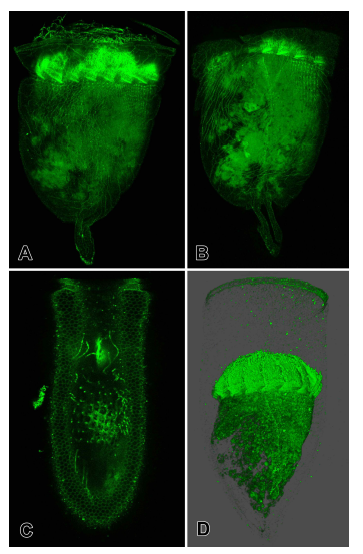 [보고서]해양 냉수성 유종섬모충류 Parafavella (Protozoa: Ciliophora)의 종식별 문제 해결 및 마이크로 ...