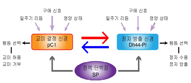 [보고서]Dh44/CRF 신경펩타이드에 의한 암컷 생식 신경 회로 변조