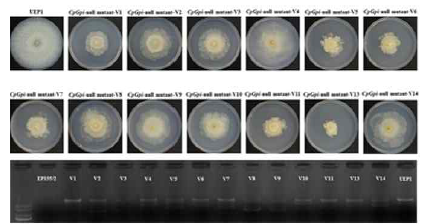 [보고서]사상성 진균 Cryphonectria parasitica에서 환경 대응 및 병원성 유전자 기능 분석 및 조절 기작 규명
