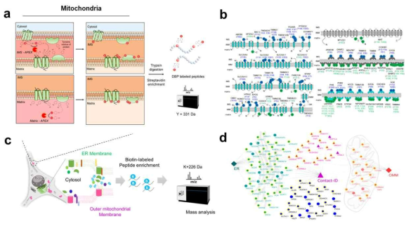 [보고서]Proximity labeling을 이용한 SARS-CoV-2의 면역반응을 일으키는 호스트 단백질체 규명