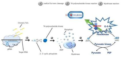 [보고서]크리스퍼 기반 신개념 현장형 유전자 검출 시스템 개발