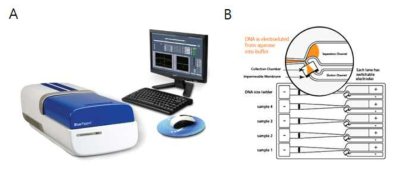 [보고서]소아 두개골조기유합증 관련 전유전체염기서열 정보 생산