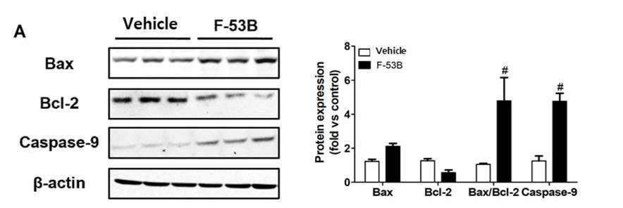 [보고서]식의약품 독성시험 기반 강화 연구