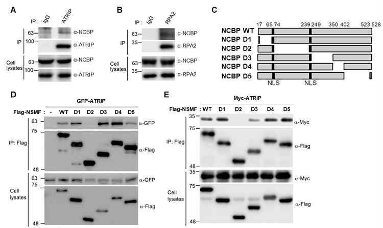 [보고서]유전체 불안정성 유도 항암치료 기작에서 CDC5L 새로운 결합 단백질인 NCBP의 역할 규명을 통한 암 제어 기술 연구
