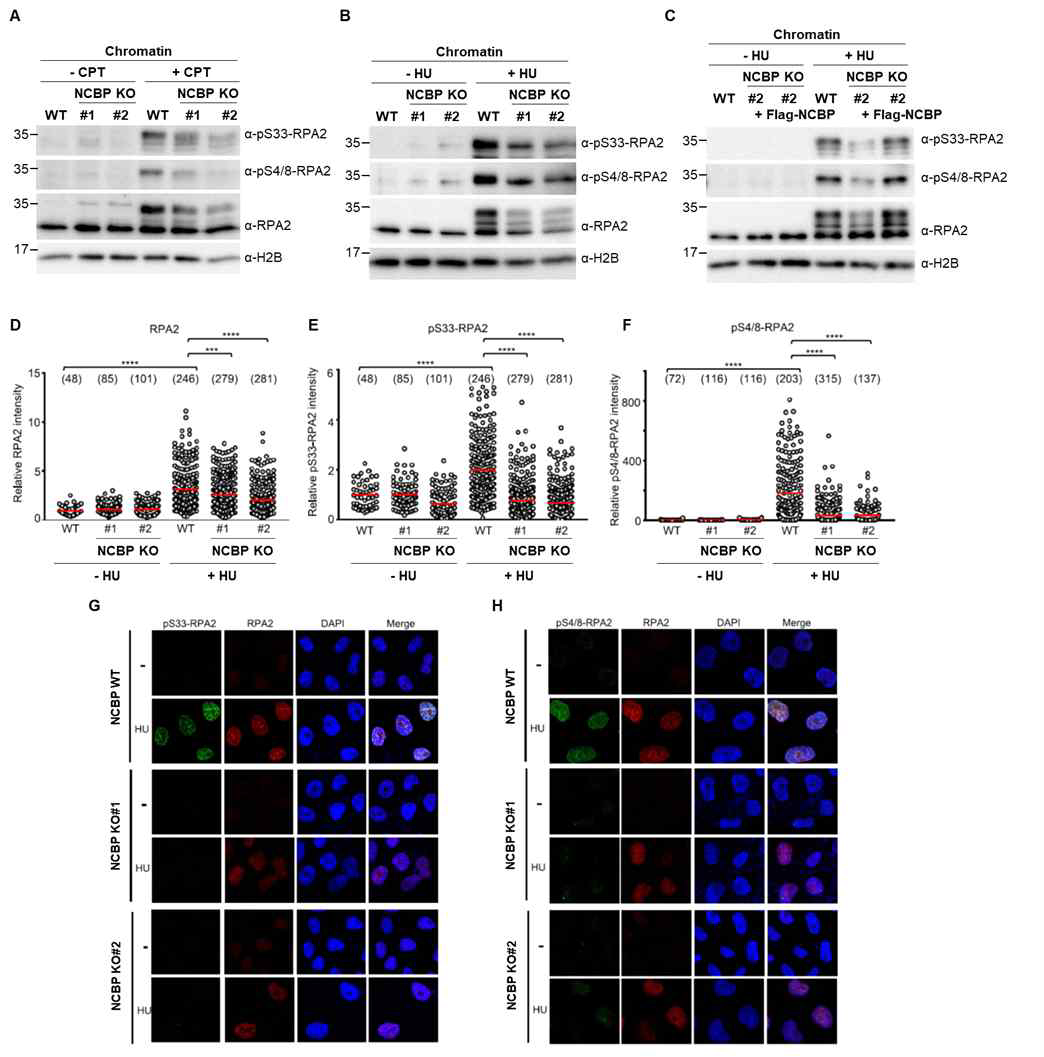 [보고서]유전체 불안정성 유도 항암치료 기작에서 CDC5L 새로운 결합 단백질인 NCBP의 역할 규명을 통한 암 제어 기술 연구