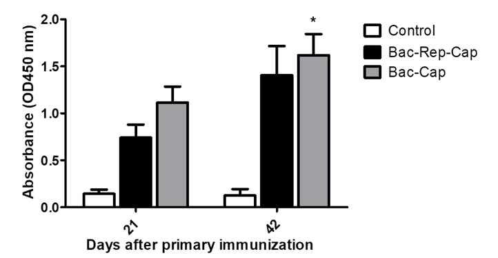 [보고서]이유 후 전신성 소모성 증후군(Postweaning multisystemic wasting syndrome, PMWS ...