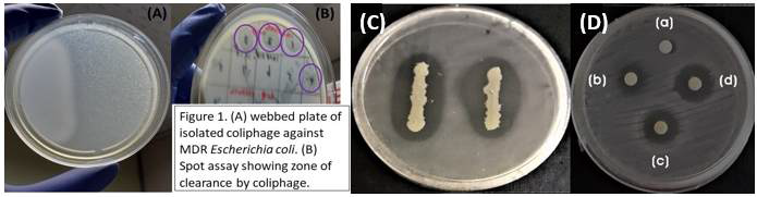 [보고서]다재내성 세균감염 치료를 위한 세균바이러스가 방출되는 생체재료 개발