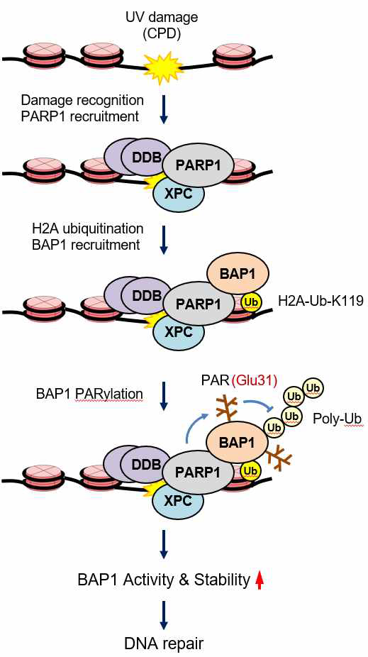 [보고서]BAP1의 대장암 표적 검증 및 신규 저분자 화합물 억제제의 항암 활성 분석