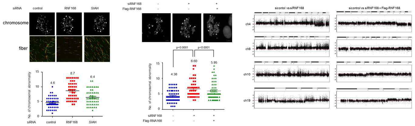 [보고서]TP53BP1 단백질 번역 후 변형을 통한 게놈 안정성 조절 기전 연구