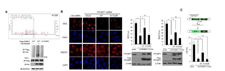 [보고서]TP53BP1 단백질 번역 후 변형을 통한 게놈 안정성 조절 기전 연구
