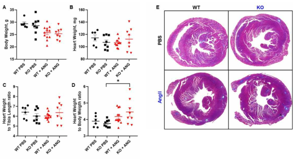 [보고서]PTP4A1을 표적으로 하는 심장 리모델링 제어 연구