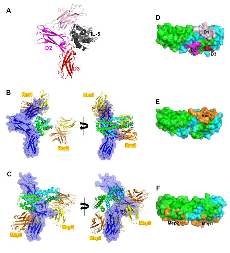 [보고서]차세대 항암 항체치료제 작동기작 연구