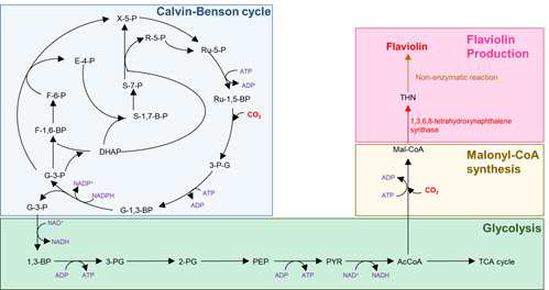 [보고서]수전해 전지 내 생물학적 이산화탄소 전환 및 유용화학물질 생산 연구
