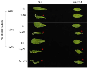 [보고서]키위궤양병균 비병원성 분비단백질 HopZ5에 의한 식물병저항성 반응 억제 기작 구명