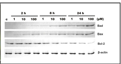 [보고서]실크 세리신을 이용한 골다공증 및 골이식재 소재화 기술 개발